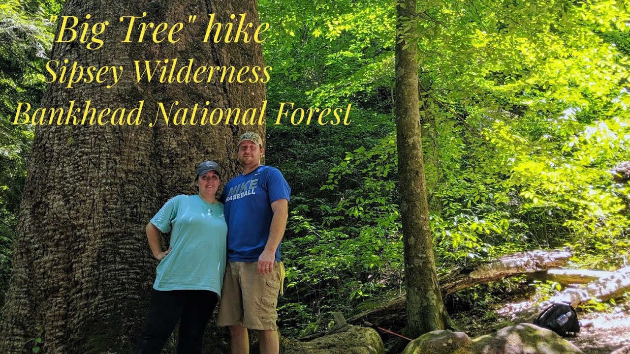 Big Tree Hike - 5/18/19 - YouTube