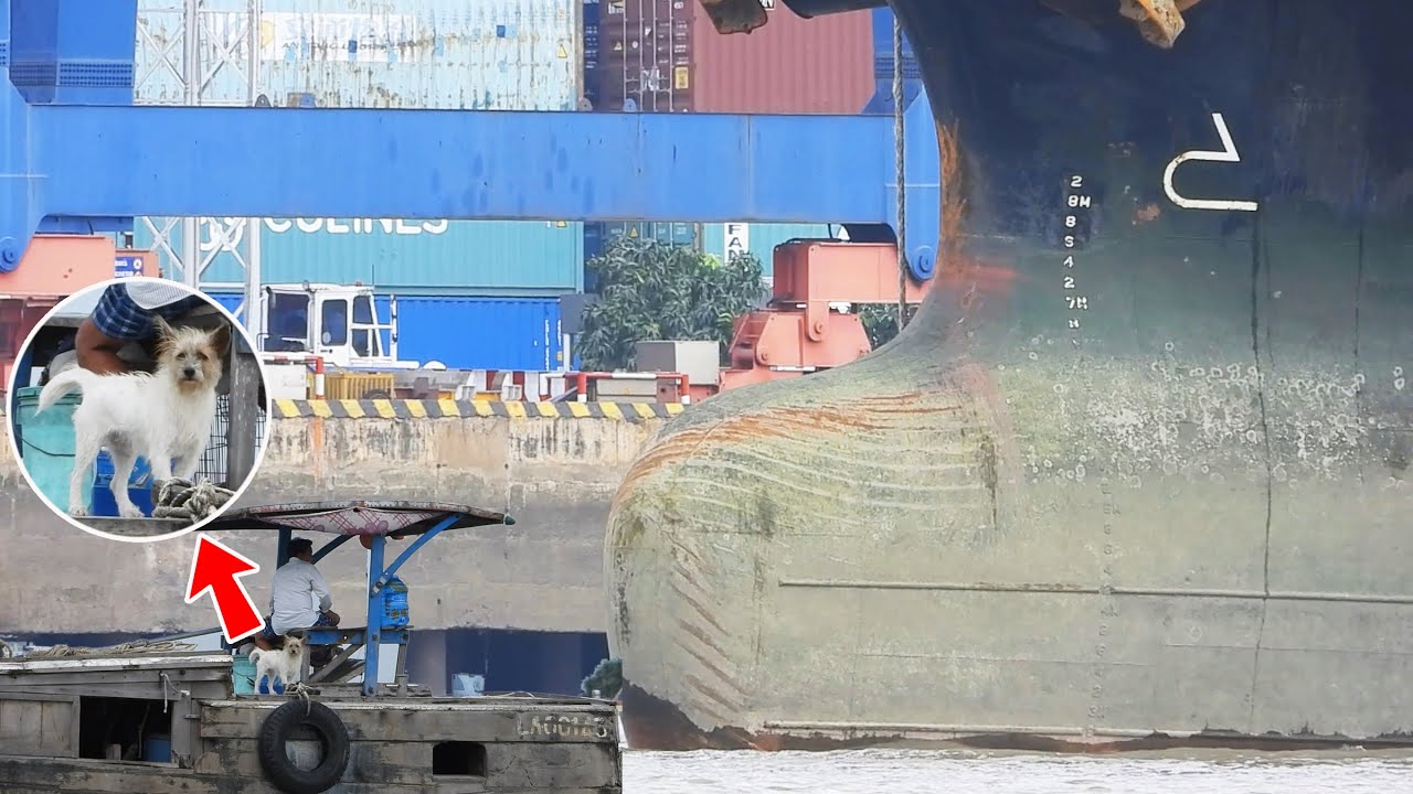 Watch The Container Ship Overhang Bulbous Bow While Moving On The River ...