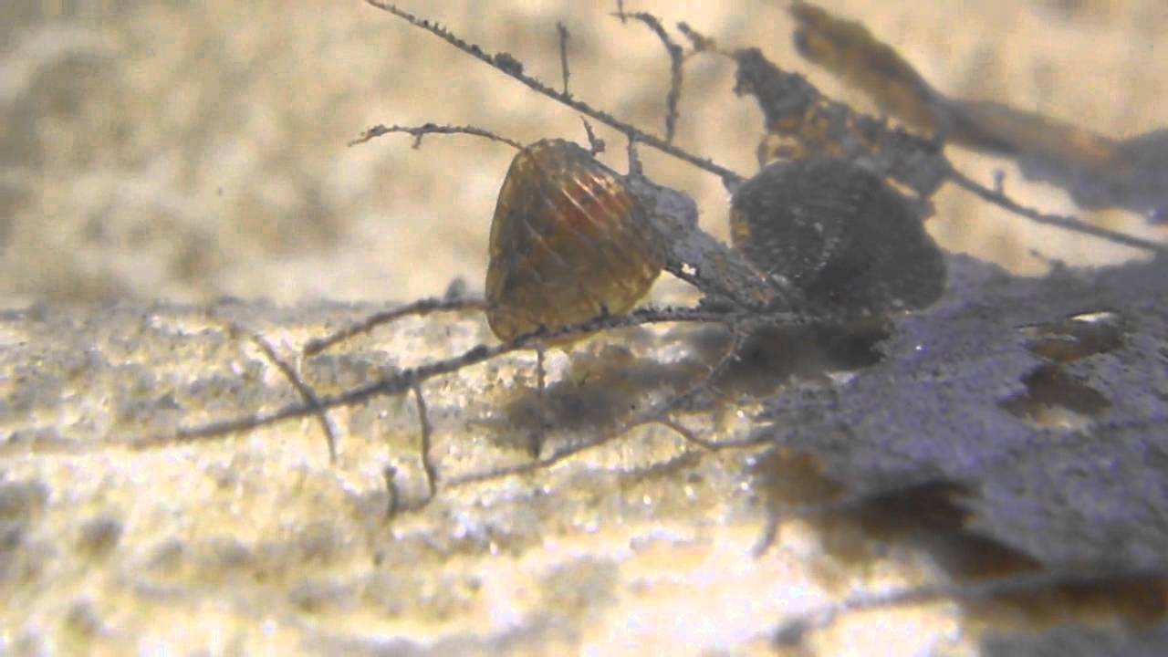 Water penny - Psephenidae - YouTube