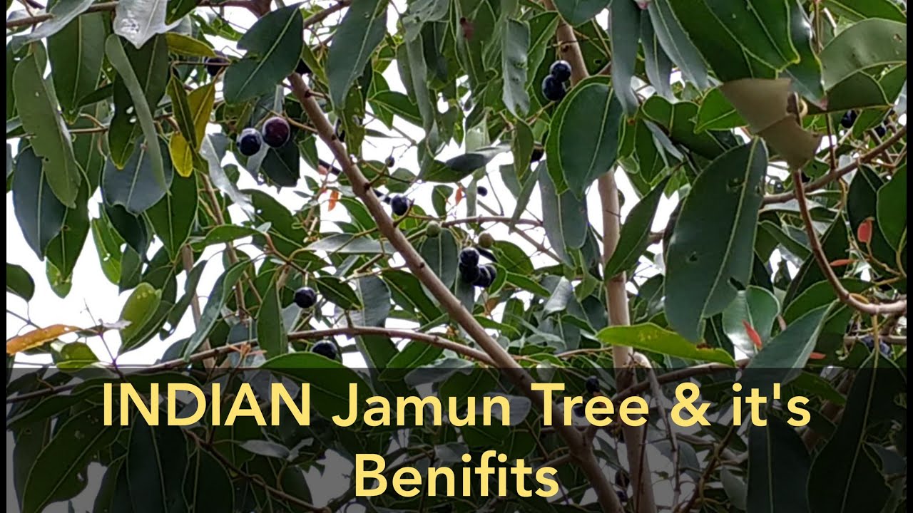 INDIAN Nagapazham tree & it's benifits, Jamun tree, syzygium cumini ...