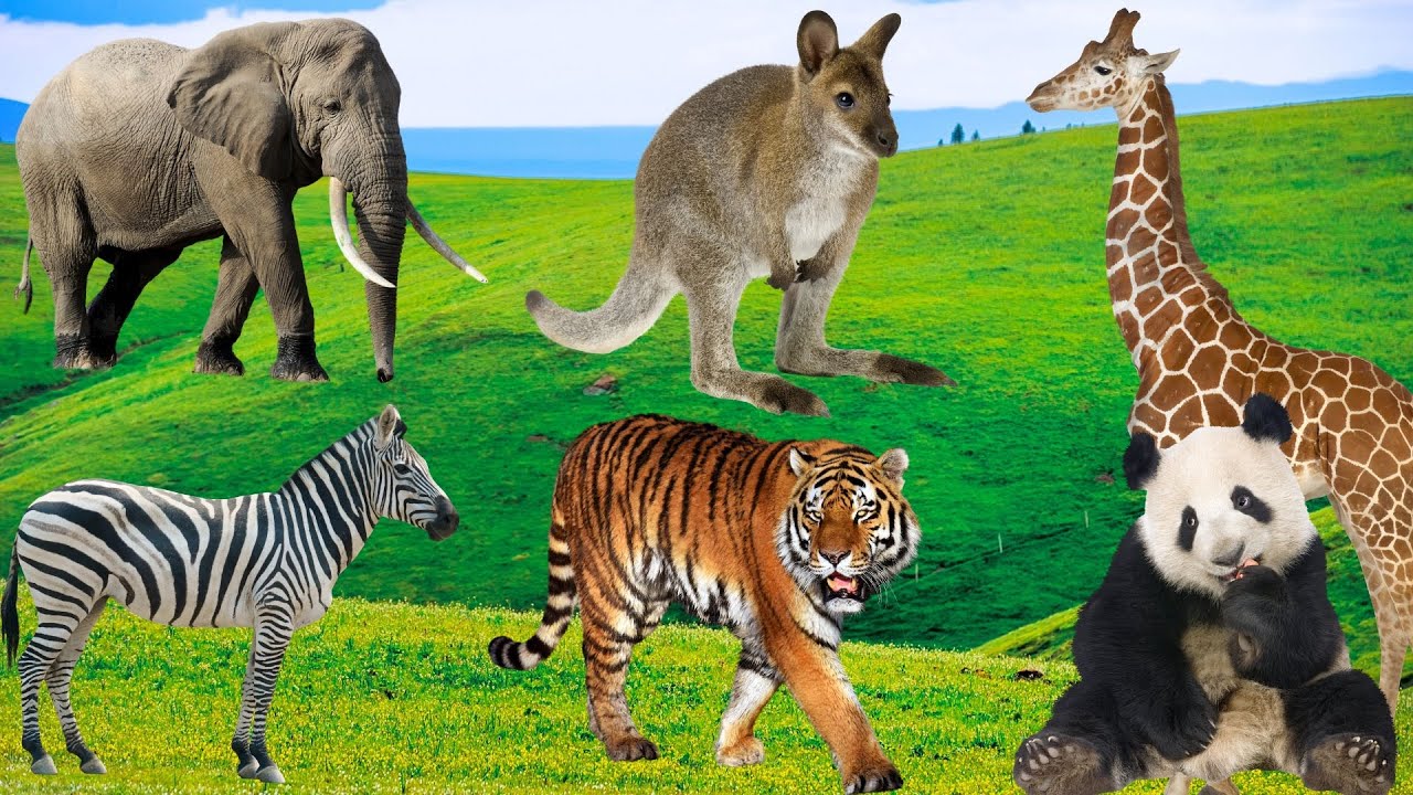 Zoo Animals - Elephants, Monkeys, Giraffes, Pandas, Tigers - Animal ...