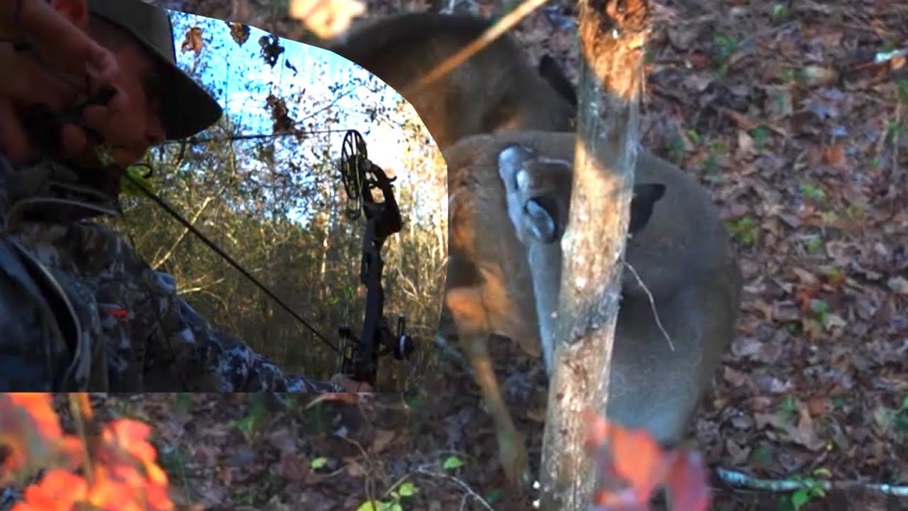 Buck Down!! | SC Deer Hunt | Grim Reaper Whitetail Special - YouTube