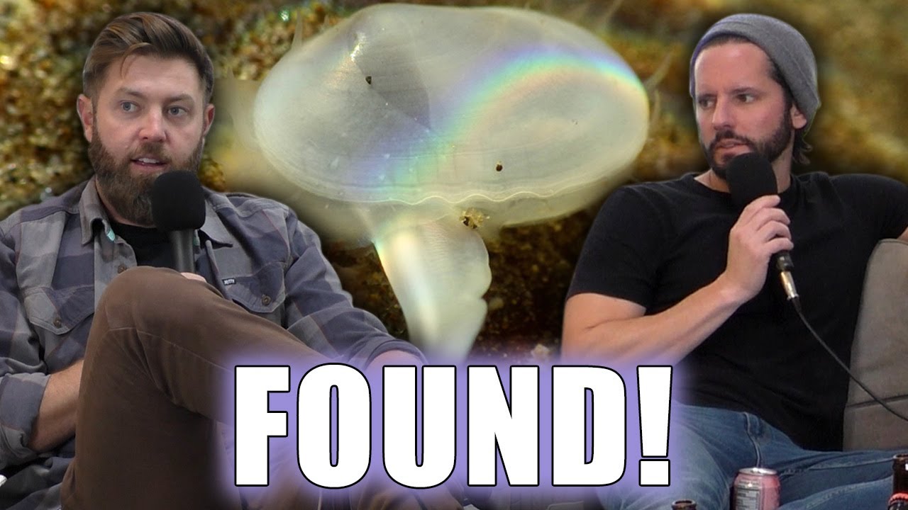 Extinct Clam Found After 40,000 Years - YouTube