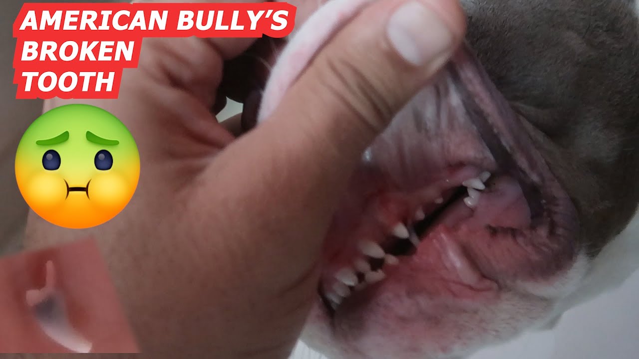 AMERICAN BULLY'S BROKEN TOOTH 😟😟 | AGGRESSIVE DOG ATTACKED | VBO Life ...