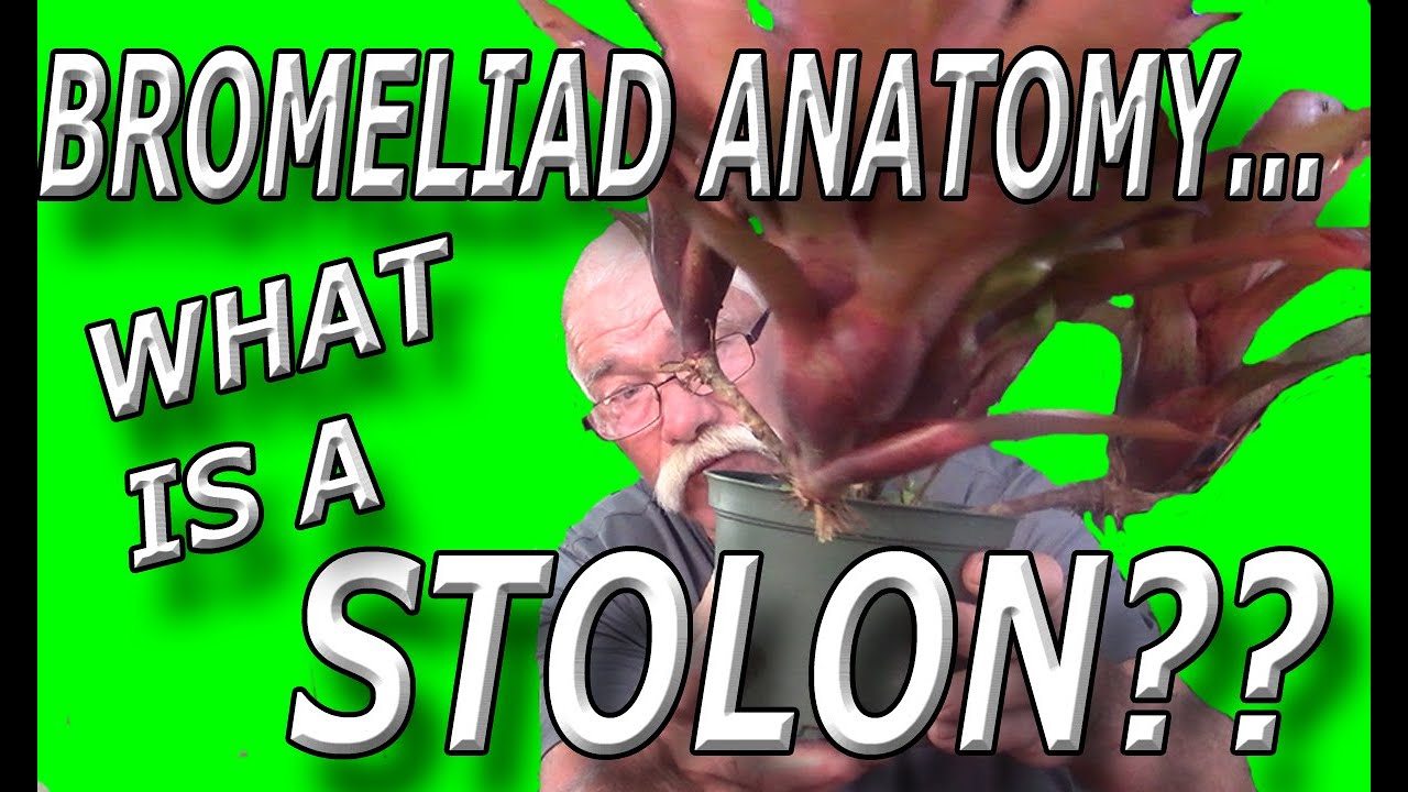 Bromeliad Anatomy: What Is a Stolon? - YouTube