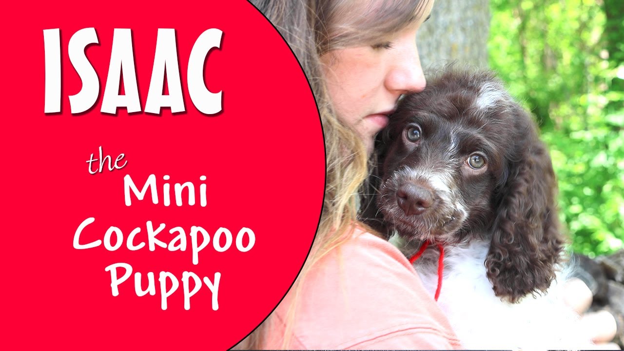 Isaac, Phantom Parti Mini Cockapoo Male with a Flat Coat and Roan ...