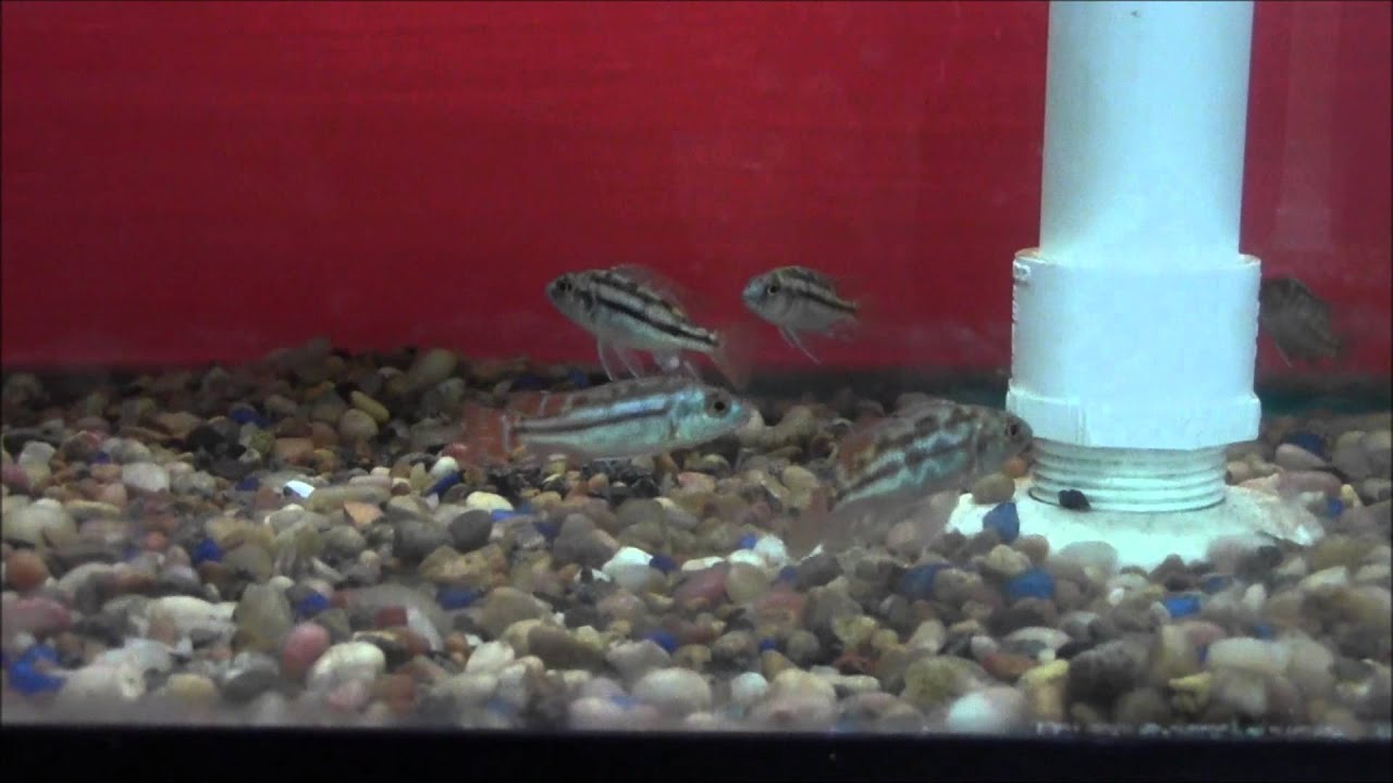 Nimbichromis Fuscotaeniatus "Fusco" Cichlid available at KGTropicals ...