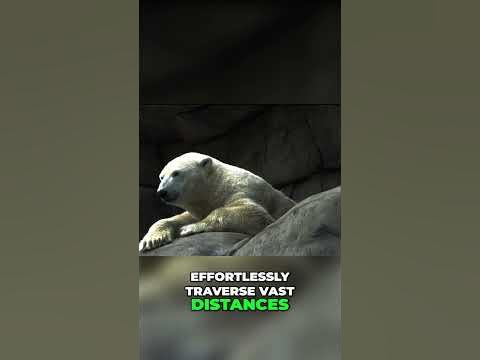 Polar Bear Power: Unrivaled Strength and Adaptability in the Arctic! # ...