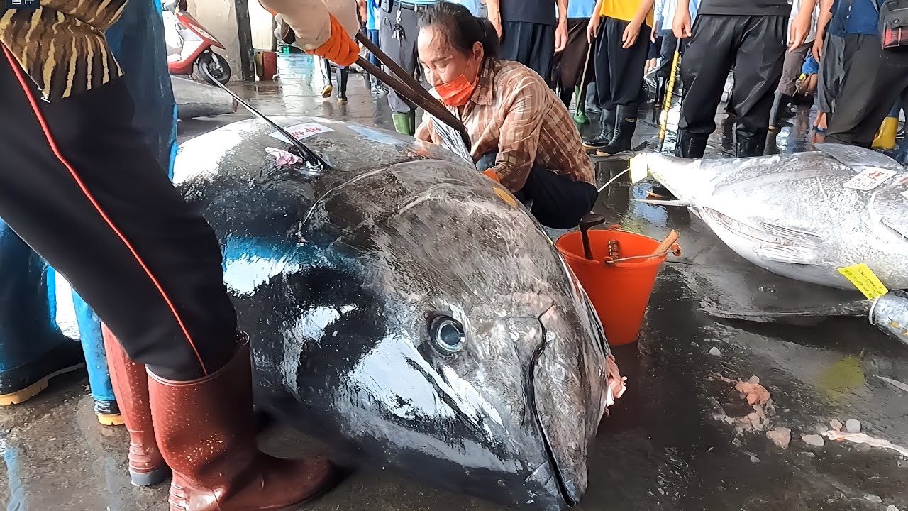 900-Pound Giant Bluefin Tuna - Masterful Cutting Technique Revealed ...