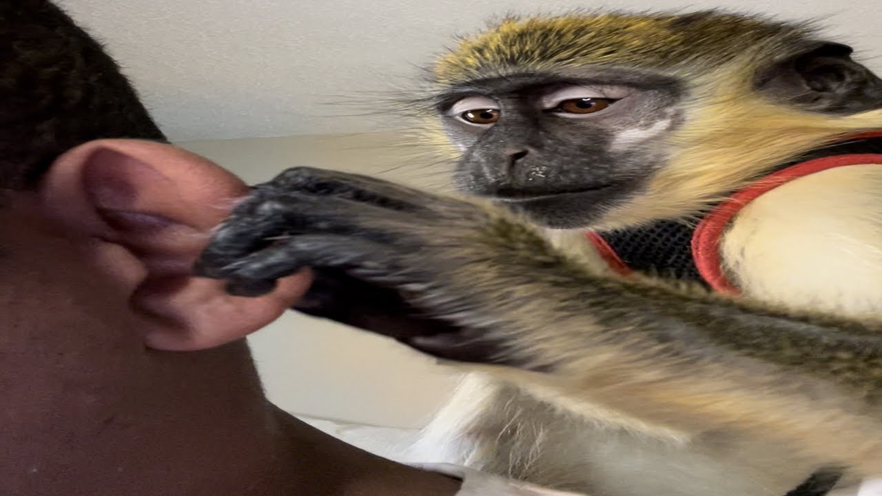 ASMR Oddly Satisfying Monkey Grooming Cleaning Fingernail - YouTube