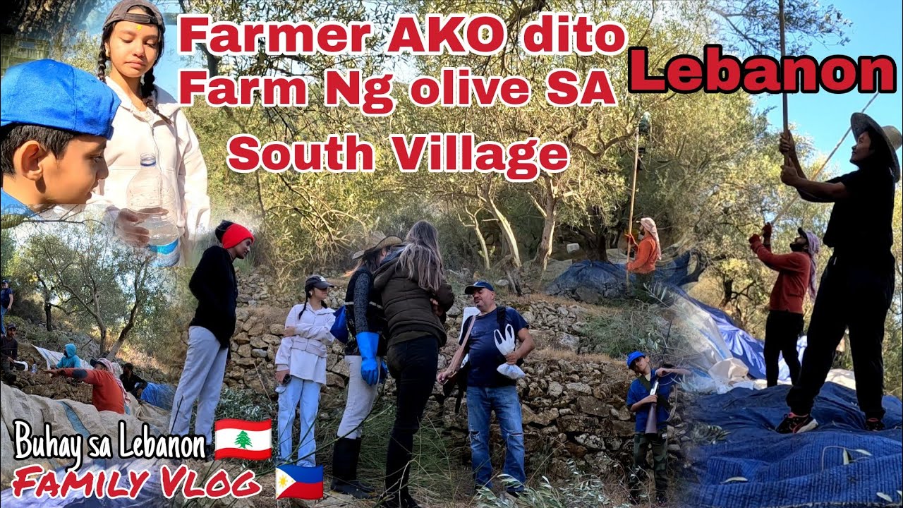 LEBANESE FILIPINO FAMILY TRADITIONAL WAY HARVESTING OLIVE IN VILLAGE ...