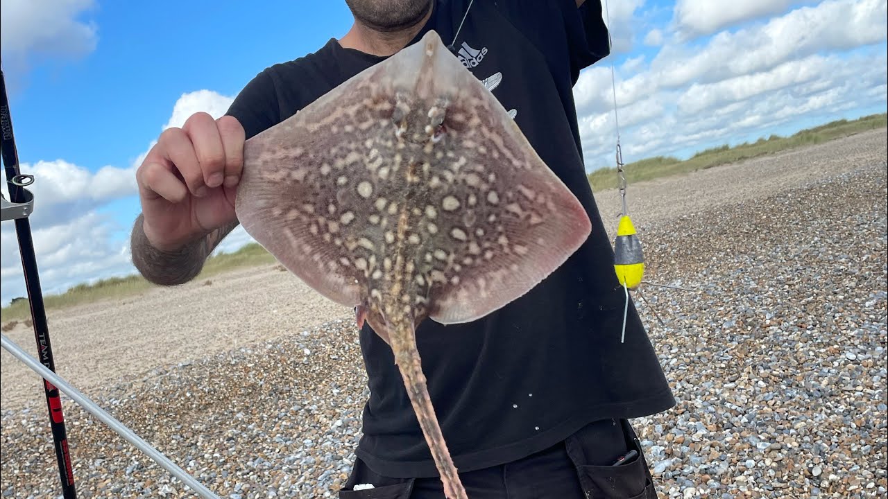 Norfolk Beach Fishing, 7 different species between us. Awesome day on ...