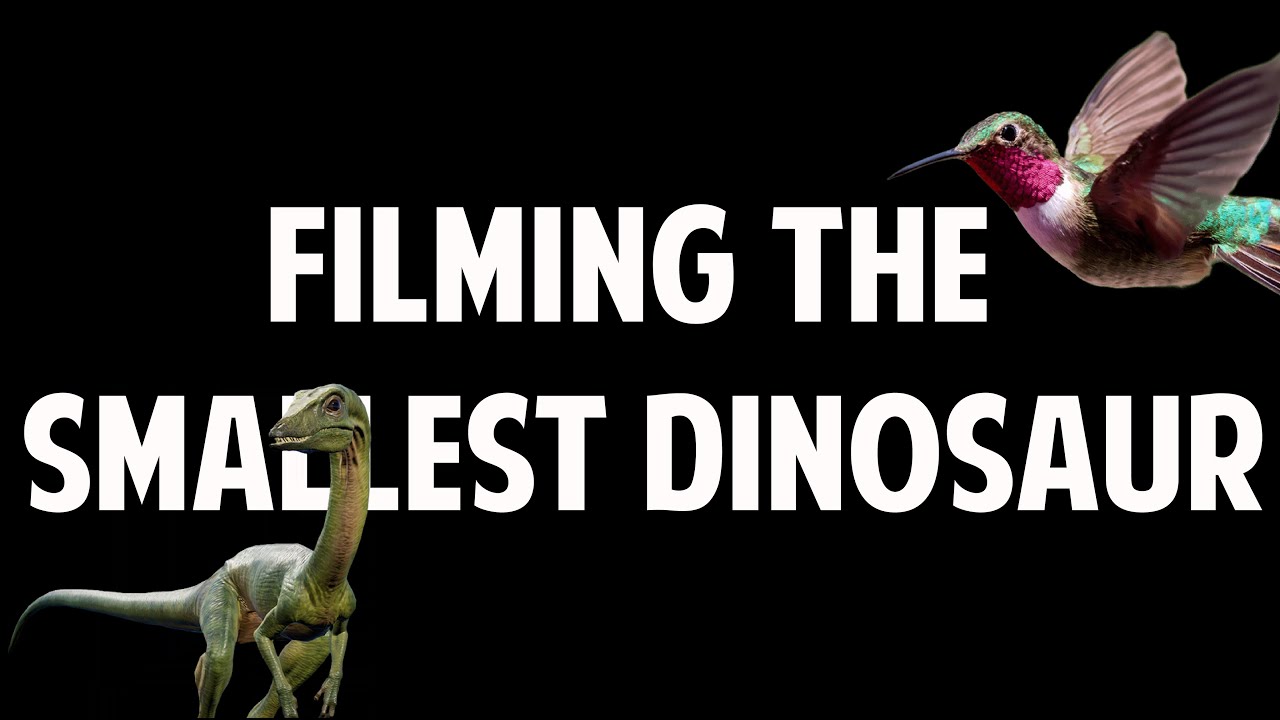 Filming the smallest dinosaur: the hummingbird - YouTube