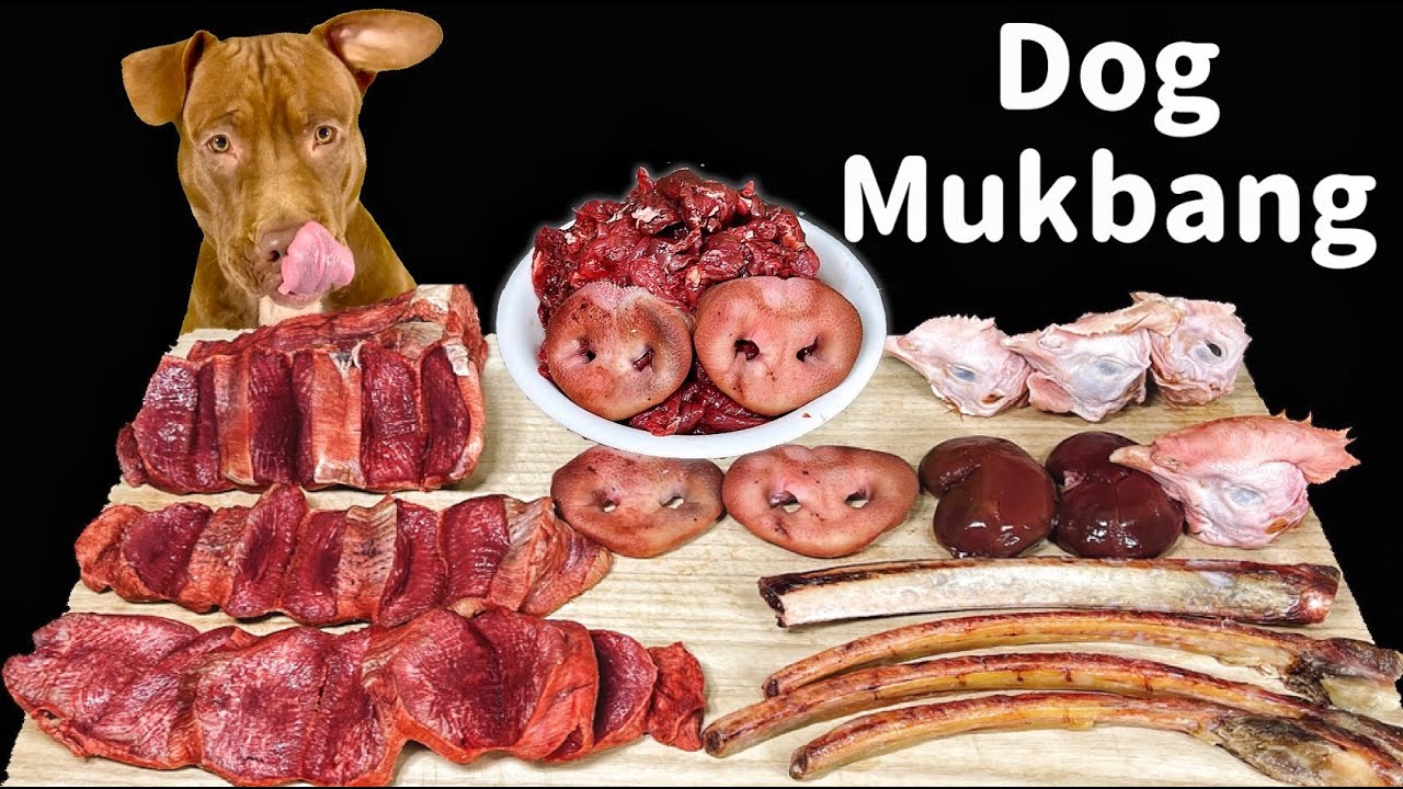 Best ASMR Dog in The World - YouTube