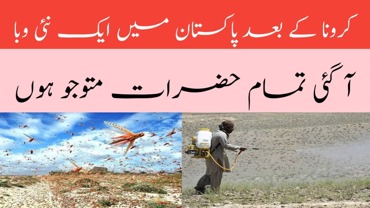 Tidi dil attack in Pakistan// makrion ka hamla - YouTube