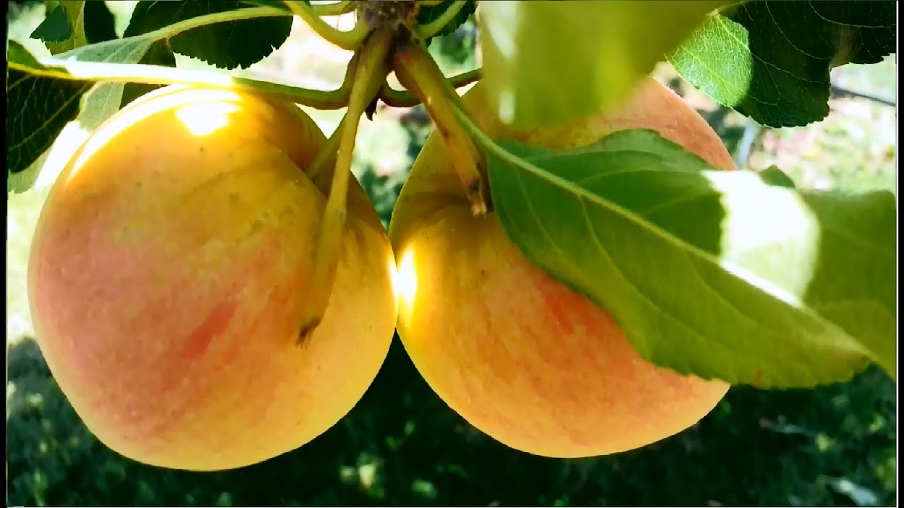 Applesauce: From tree to freezer - YouTube