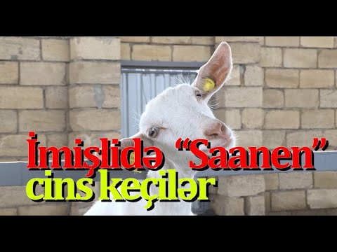 İmişlidə bahalı dondurma südü verən \