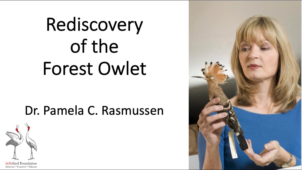Delhibird Talks: Rediscovery of the Forest Owlet (Pamela C. Rasmussen ...