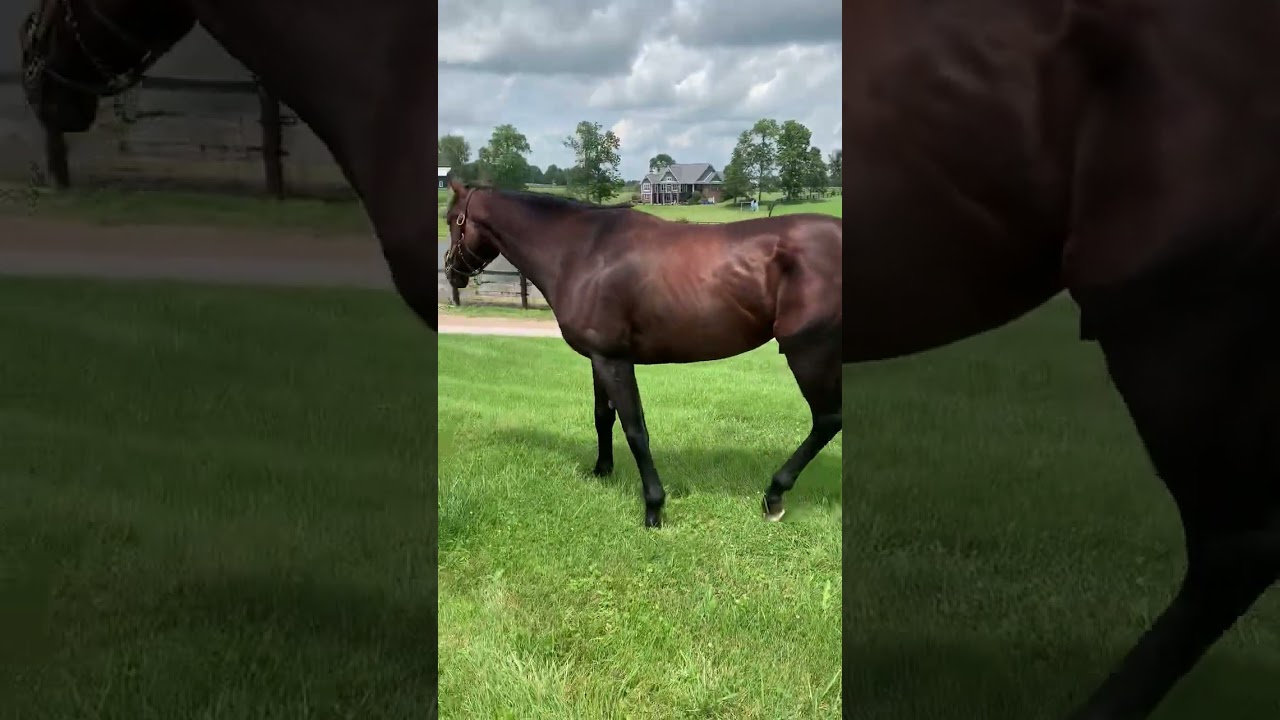 Three year old colt CONFIDENCE GAME of Ocean Reef Racing enjoying a ...