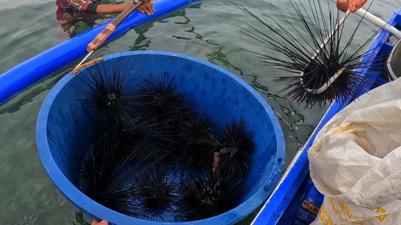 EP13 P4 Catch and kilaw salungo or sea urchin - YouTube