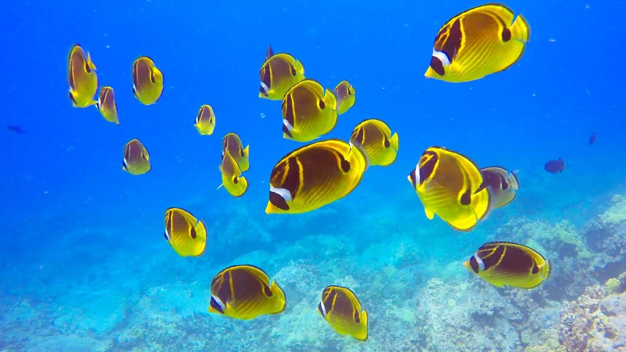 Reef Diving at Puako Hawaii - YouTube