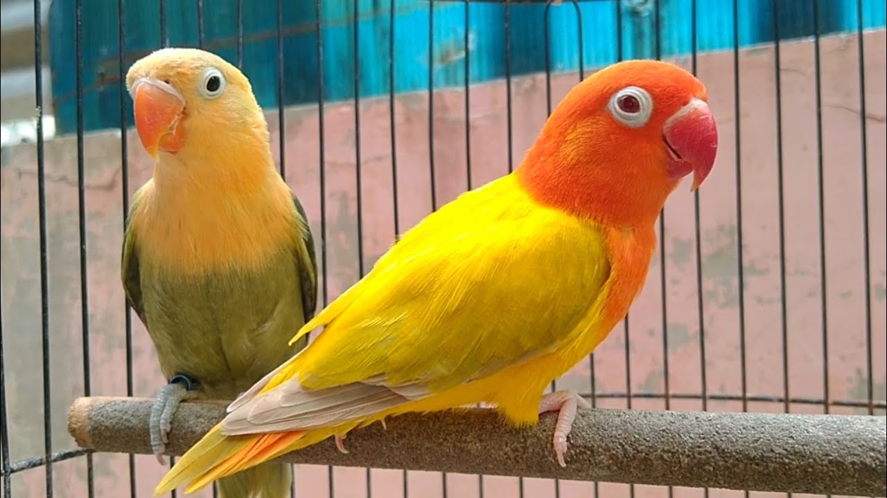 Mutation Lovebird Opaline Aqua Blue 1 Blue 2 @MNKbird #lovebird colour ...
