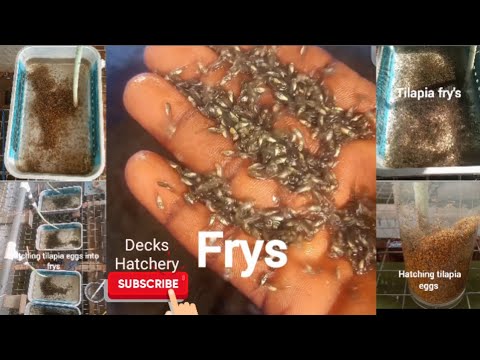 Various ways of hatching tilapia eggs into frys - YouTube