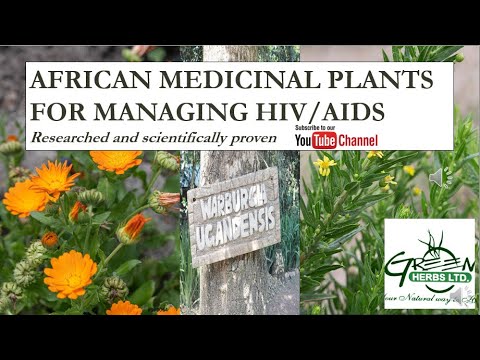 Warbugia ugandesis: African medicinal tree against HIV ever researched ...