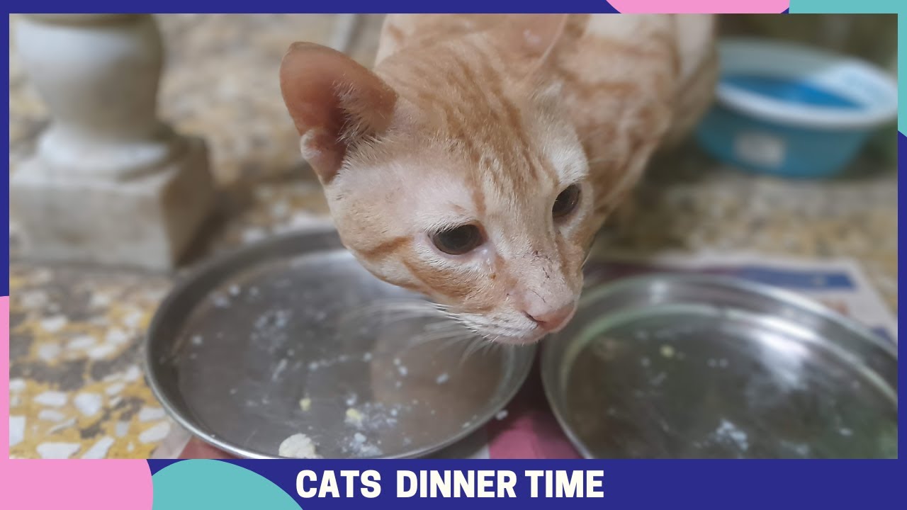 Cats Dinner Time - YouTube