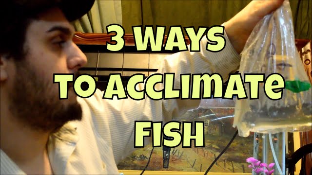 How to Acclimate New Fish in the Aquarium | 3 Different Methods of ...