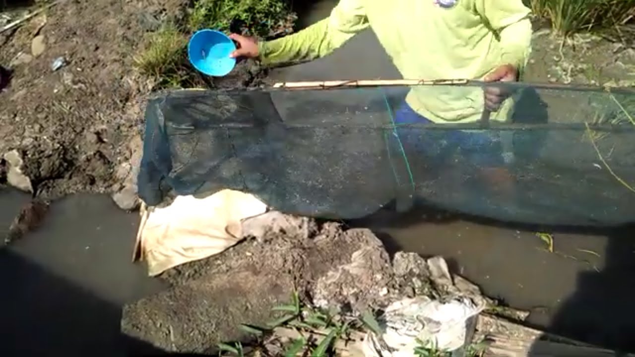 MENJARING IKAN#fishing #mancing - YouTube