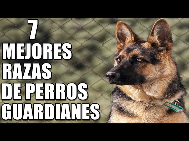 Las mejores razas de perros de defensa para proteger tu hogar