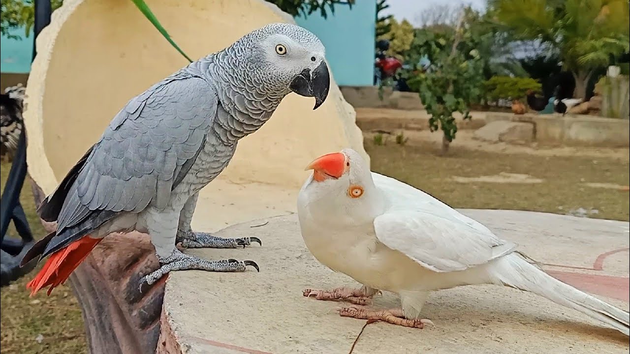 Indian Ringneck Parrot in Love with African Grey Parrot - YouTube