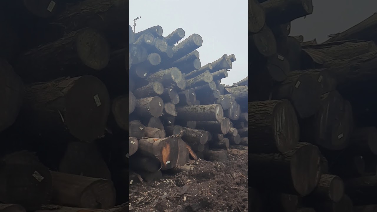 Timberpro TF830B down stacking and skidsteer work - YouTube