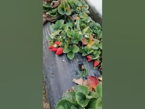 Клубника ремонтантная Мурано Виваро в Краснодаре. - YouTube