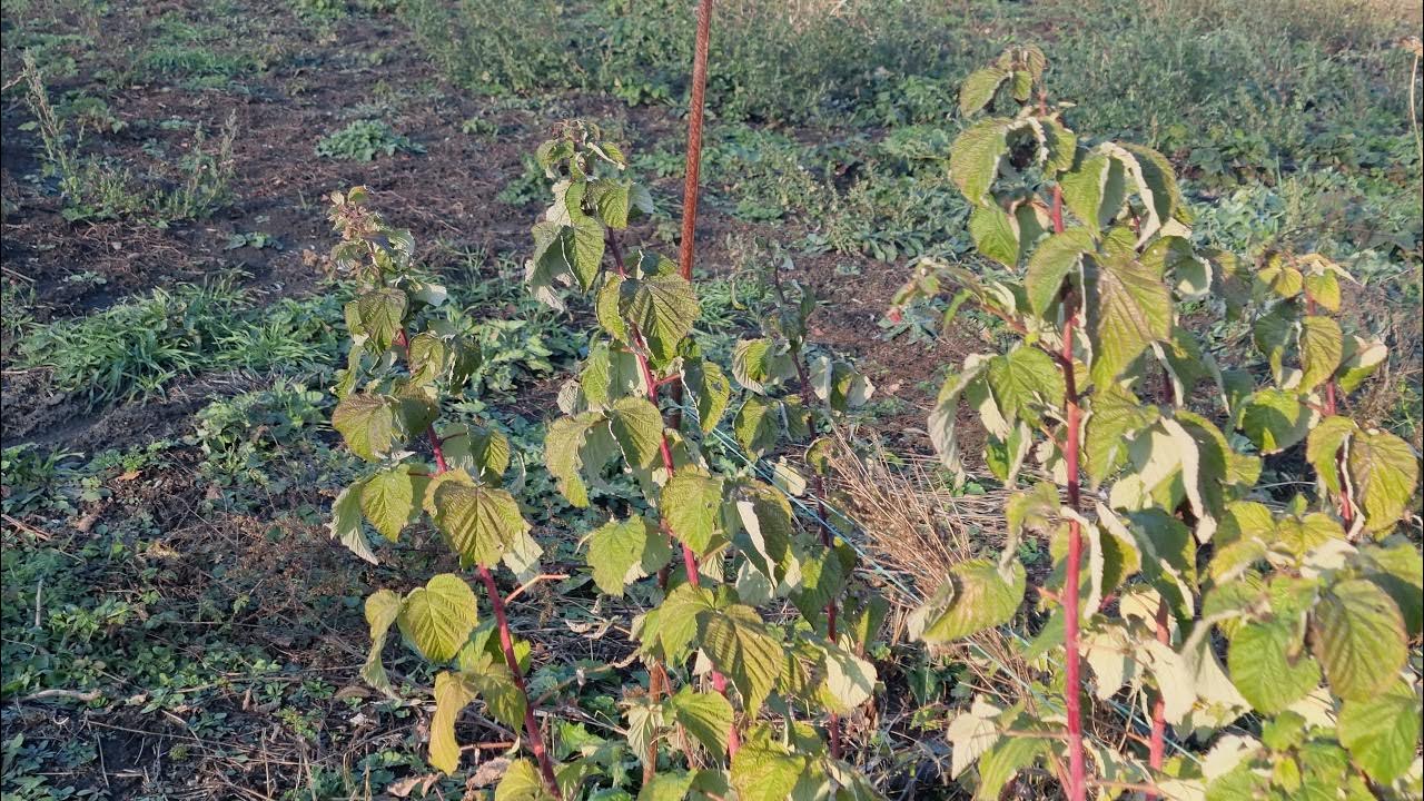 Малина Жозефина, один из самых вкусных сортов саженцы ОКС. - YouTube