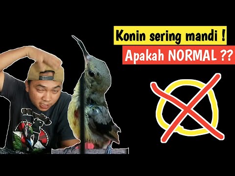 Konin sering mandi apakah normal ???