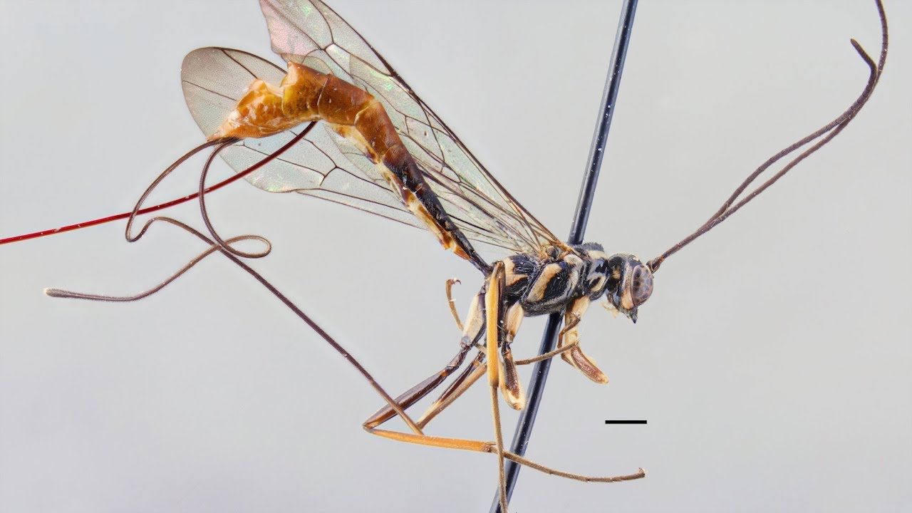 New Gigantic Wasp Species Are the Stuff of Nightmares - YouTube