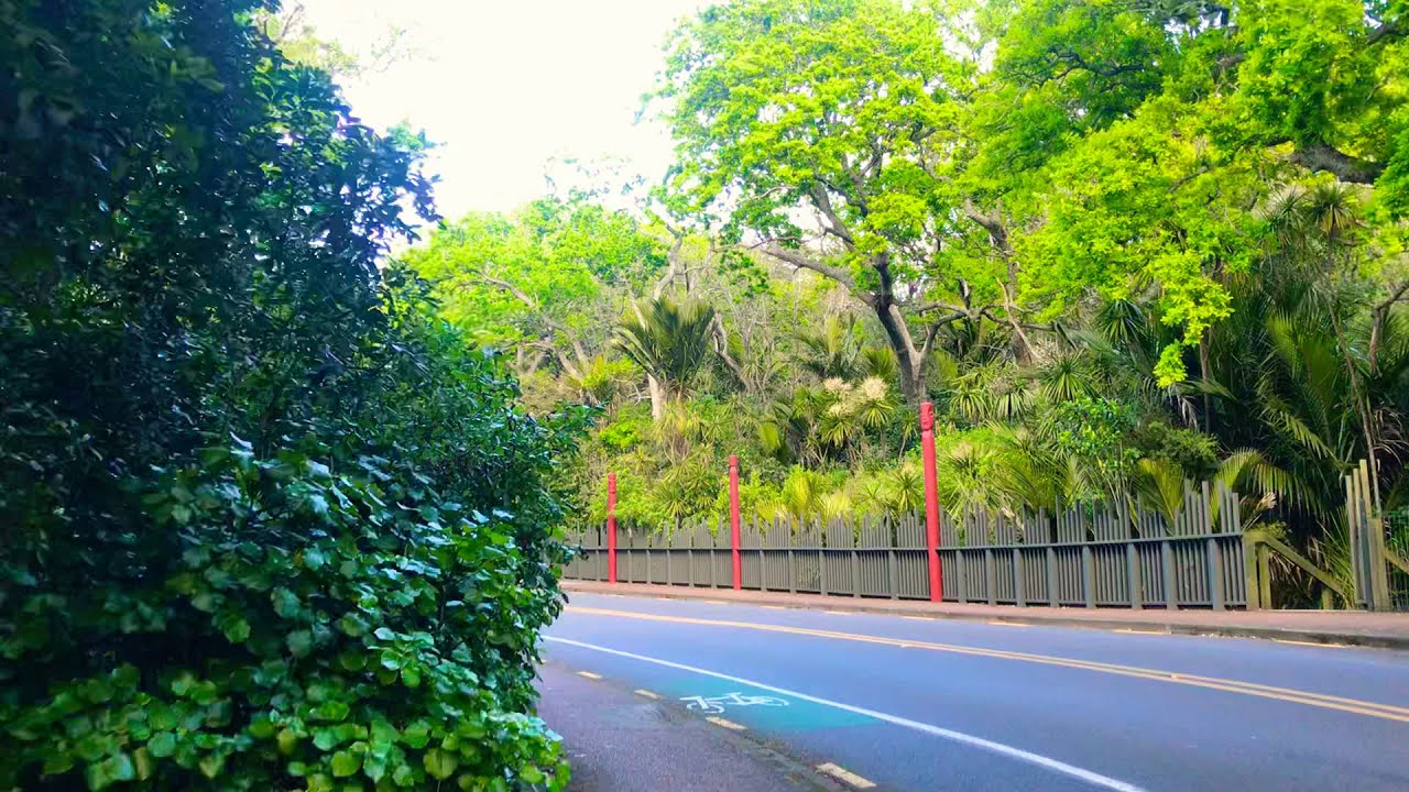 Auckland domain spring - YouTube