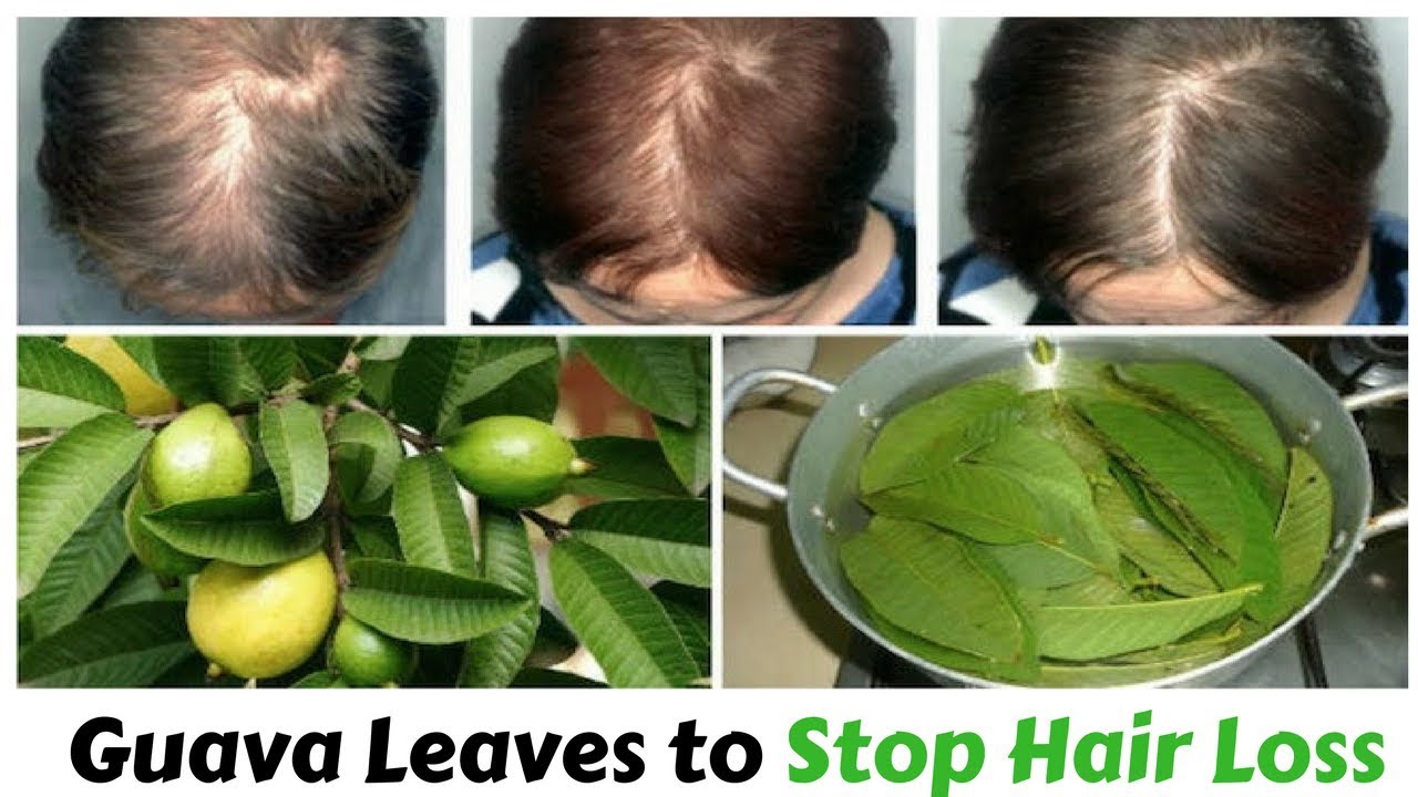 Benefits Of Guava For Hair | How To Use Guava Leaves For Hair - YouTube