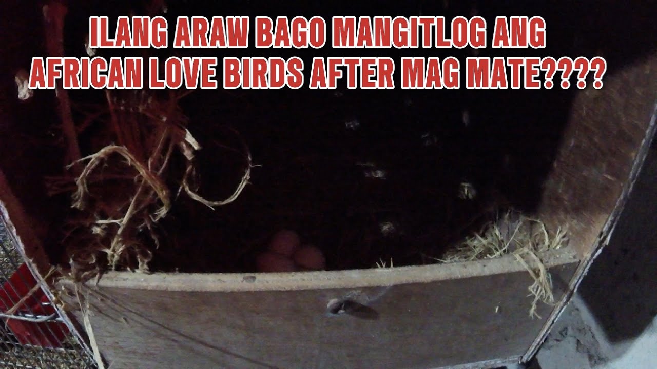 Ilang araw bago mangitlog ang african love birds after mag mate # ...