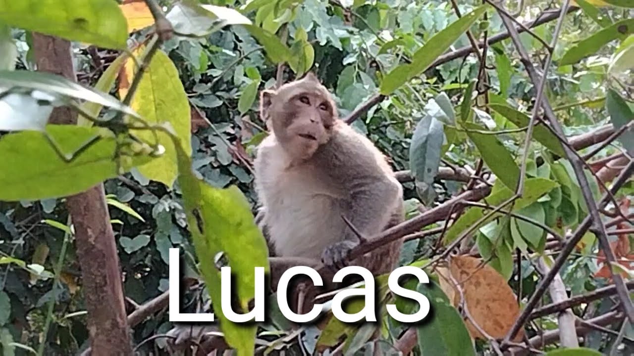 Lucas likes happy happy Lucas likes happy happy - YouTube