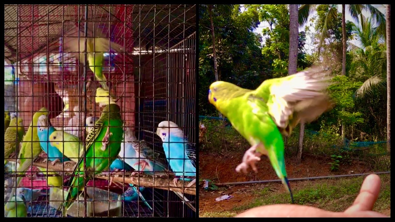 Freeing beautiful birds | AshiqueArena | - YouTube
