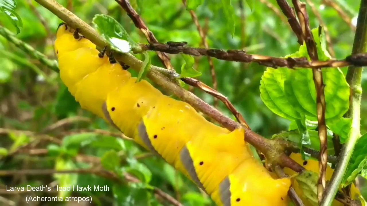 Ulat Kuning // Larva Death's Head Hawk Moth (Acherontia atropos) - YouTube