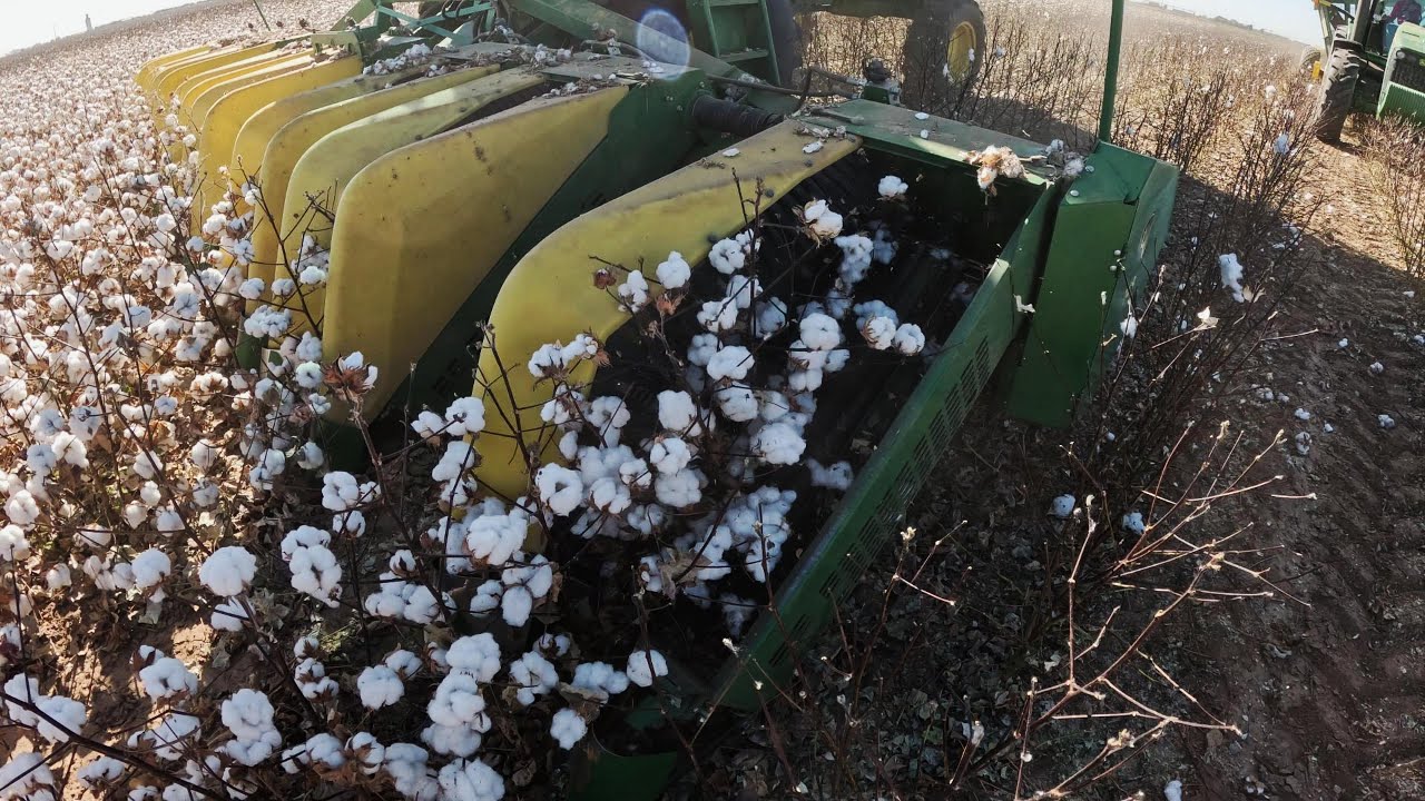 High Yielding West Texas Cotton - Will It Make 4 Bales??? - YouTube