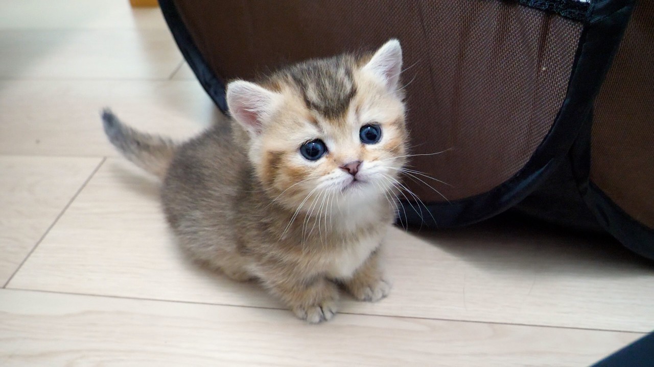 Cute kitten looking satisfied after eating its fill of baby food ...
