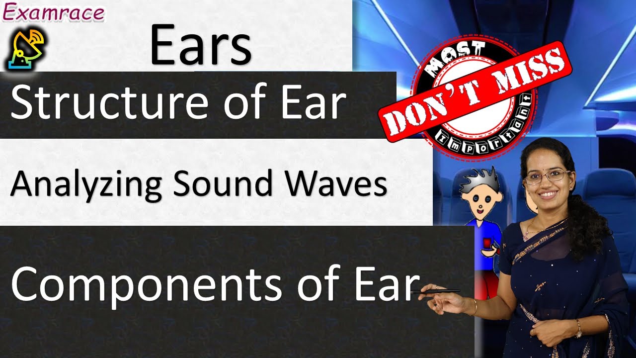 Ear: 3 Components, Structure & Functions - Analyzing Sound Waves - YouTube