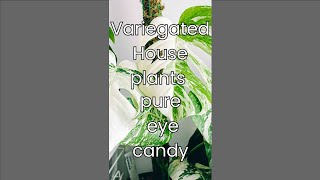 variegated houseplants that are pure eye candy