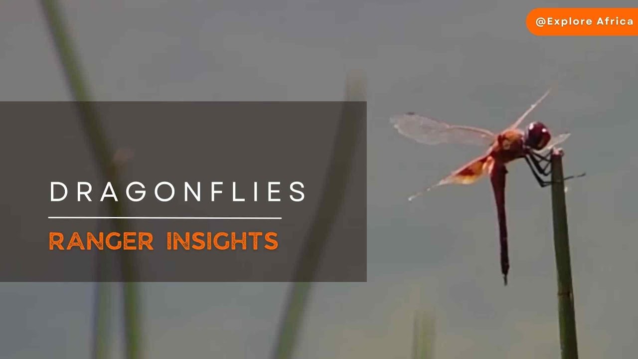 Amazing Dragonflies | Ranger Insights - YouTube