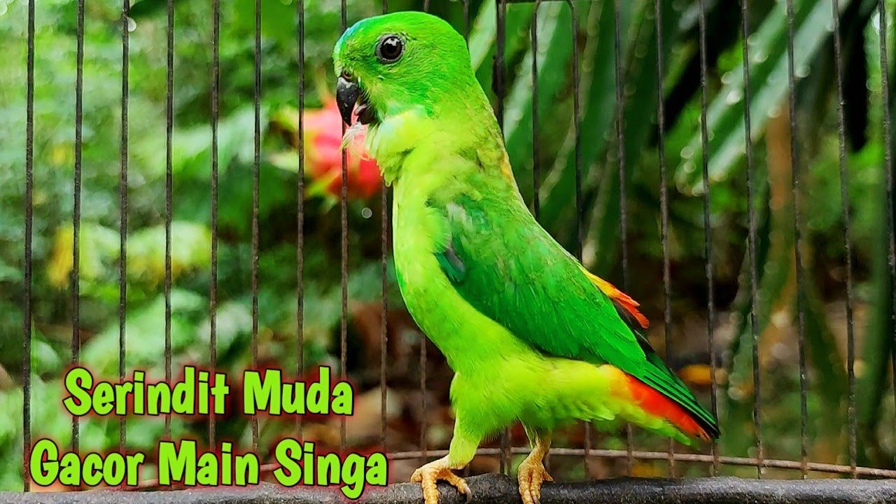 Serindit Muda Gacor Main Singa Suara Unik Mbeset Kasar - YouTube